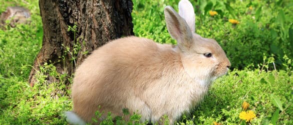 Een lijst van 46 leuke konijnennamen | AllemaalBeestjes