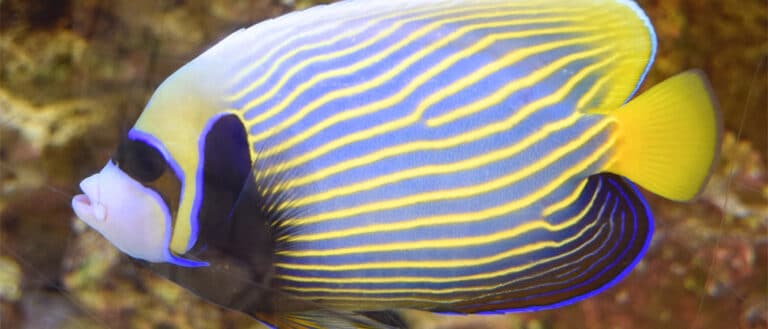 Een lijst met 37 leuke vissennamen | AllemaalBeestjes