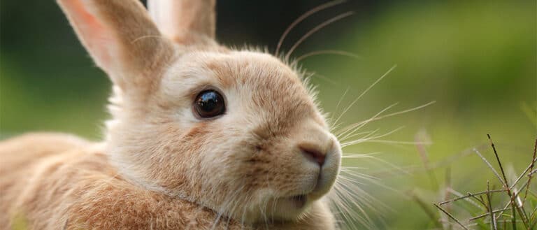 Een lijst van 46 leuke konijnennamen | AllemaalBeestjes