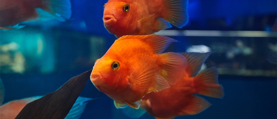 Een lijst met 37 leuke vissennamen | AllemaalBeestjes